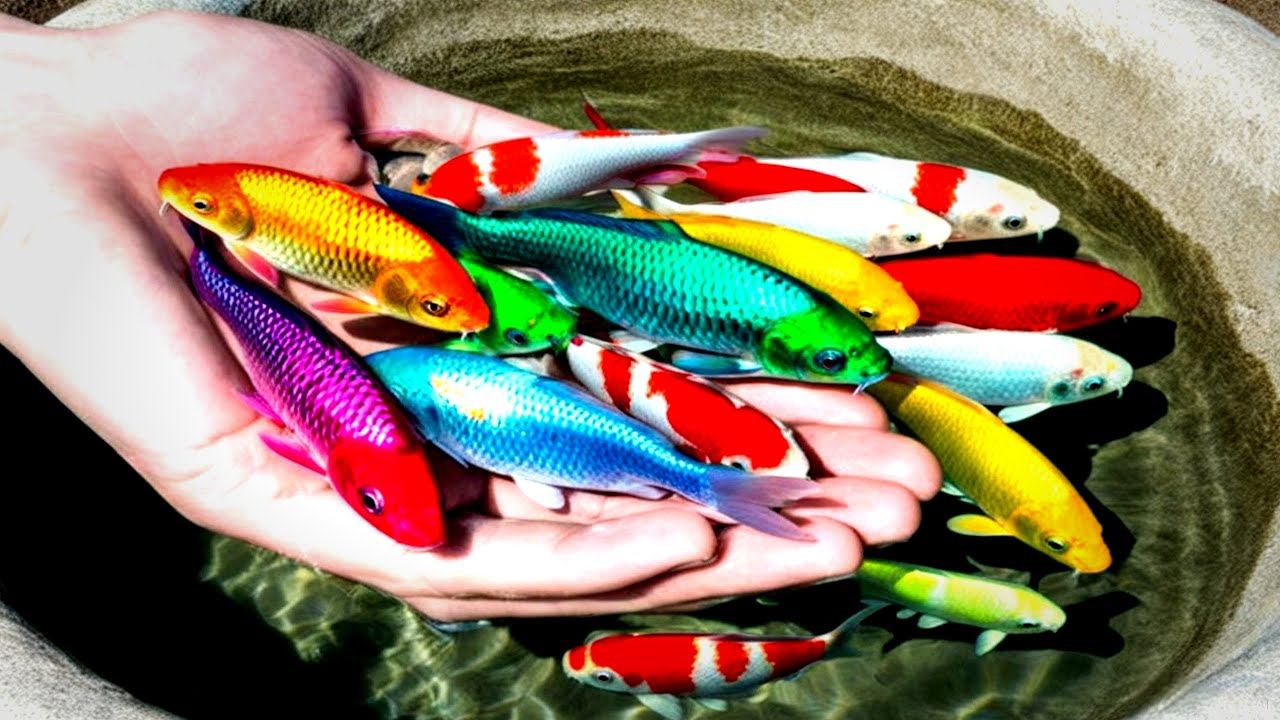 Unboxing IKan Hias Warna Warni,Ikan Cupang,Ikan Koi,Ikan Komet,Ikan ...