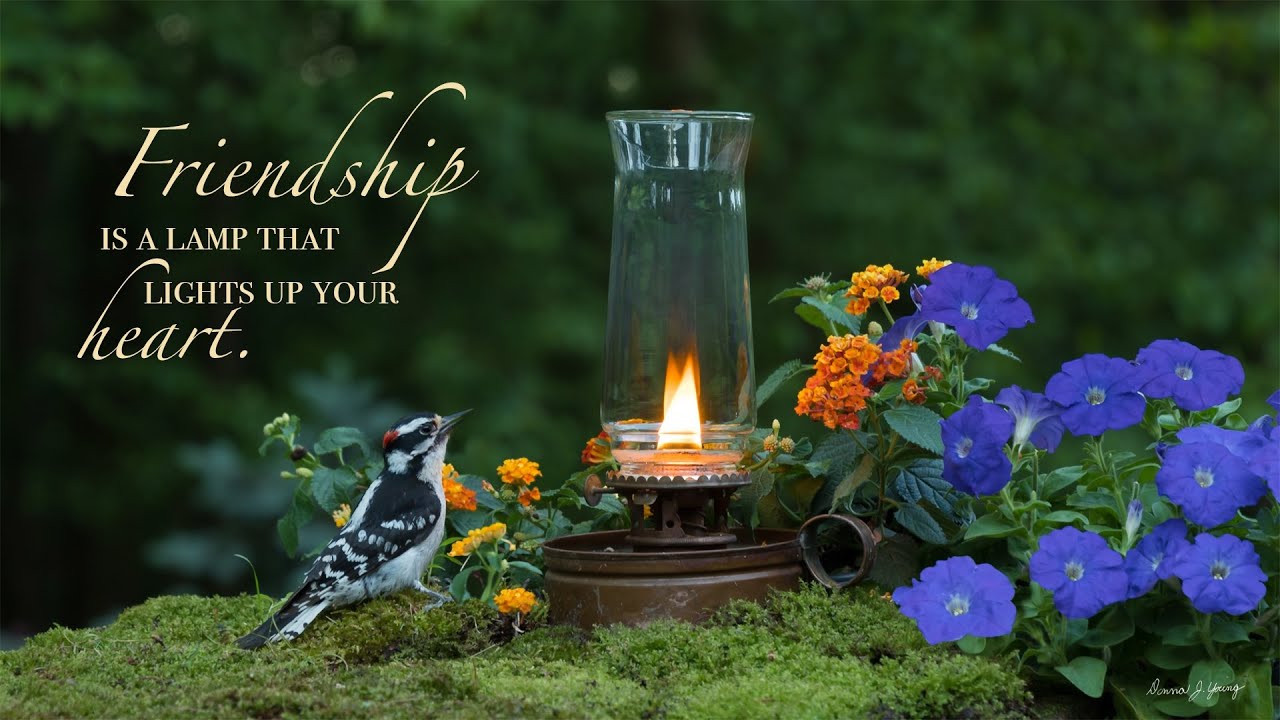 AzarEl Greetings, Creative Bird Photography - YouTube