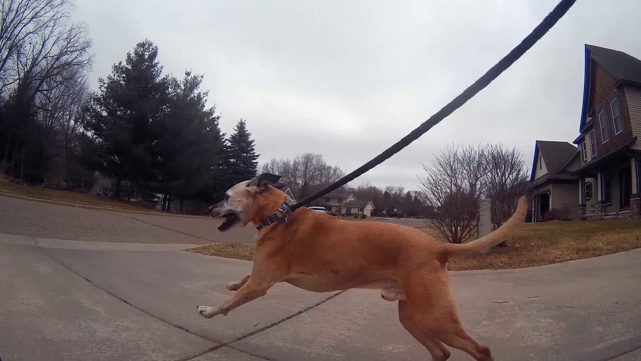 Adventures with Big Reggie - YouTube