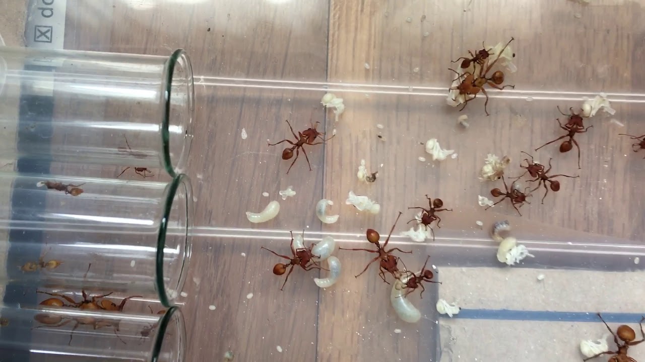 Daceton armigerum just arrived at home! - YouTube