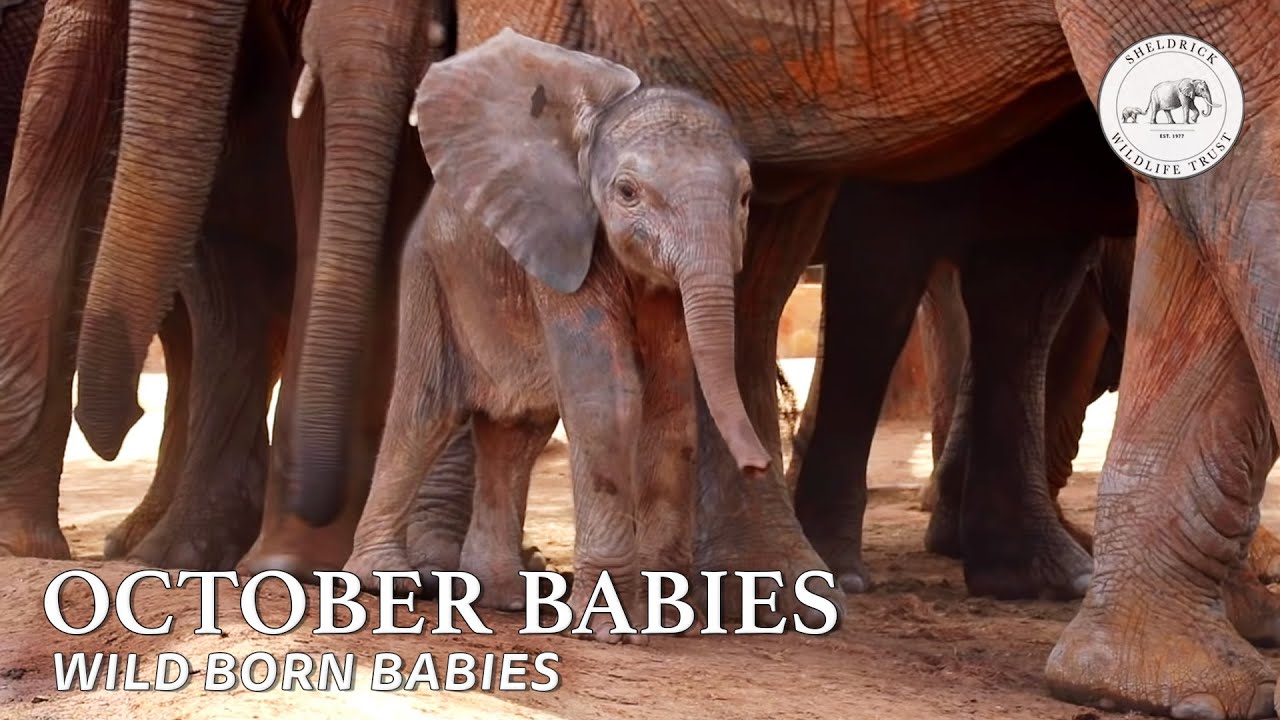 Wild born babies (videos)
