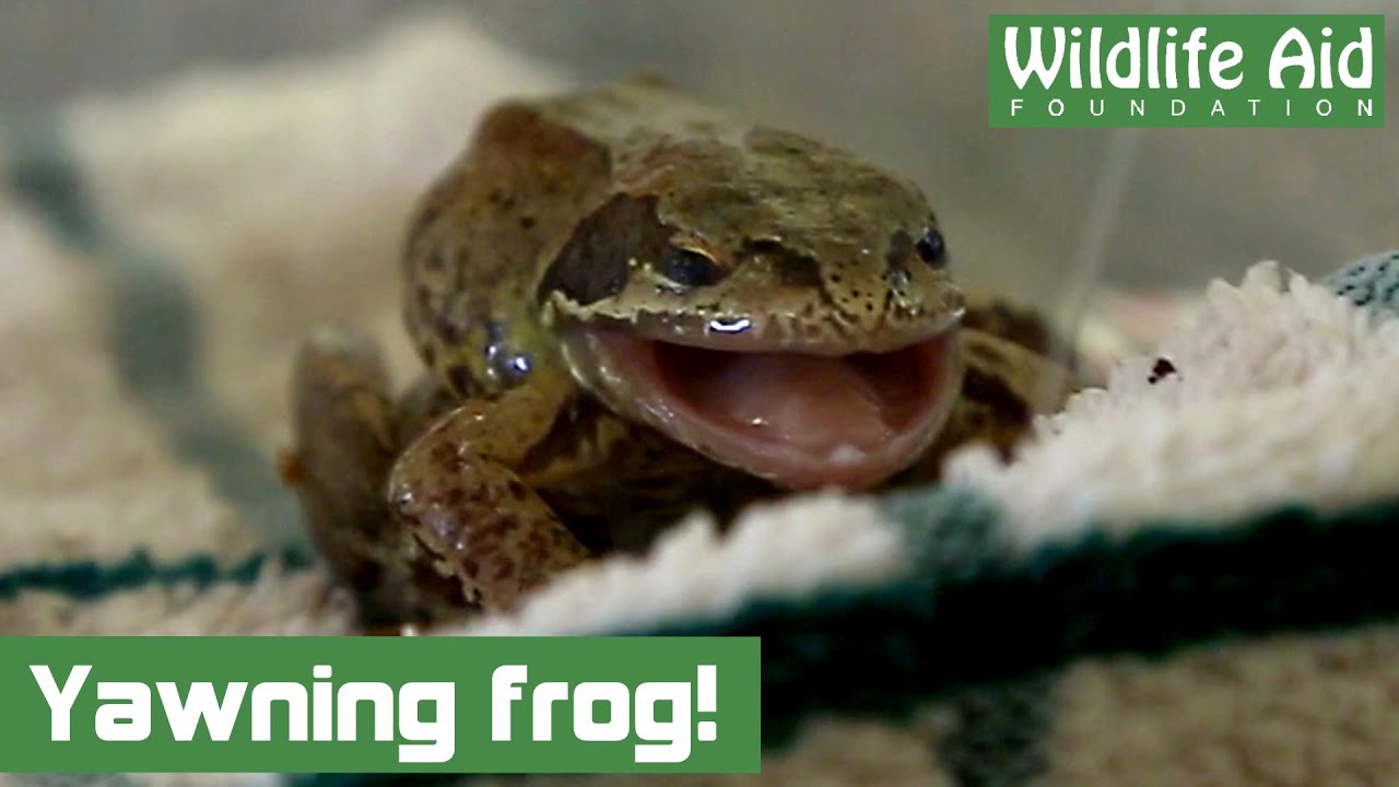 Sleepy frog struggles to stay awake! - YouTube