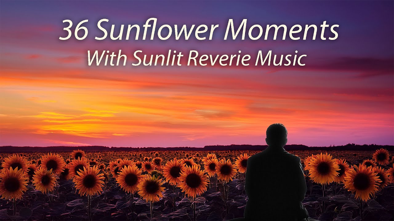 36 Sunflower Moments | Nature’s Golden Glow With Sunlit Reverie Music ...