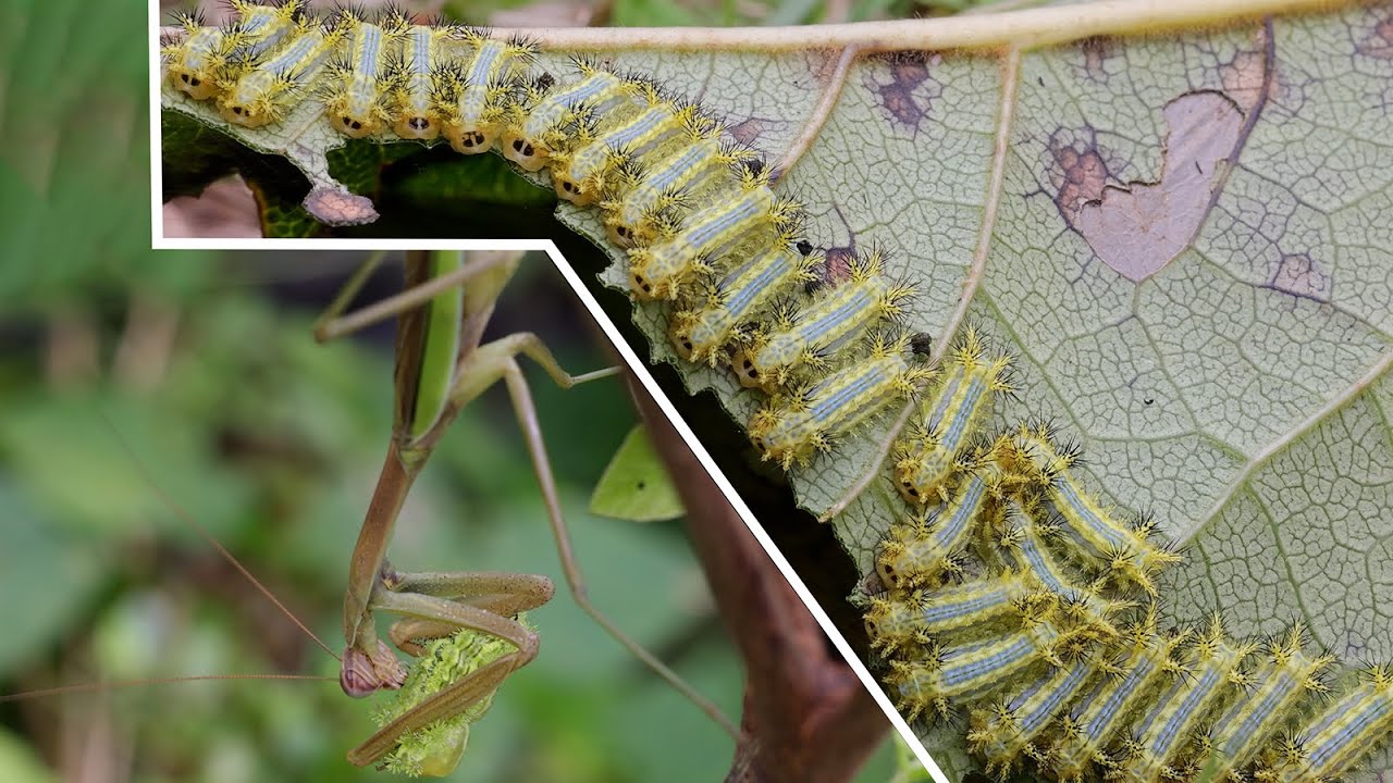 イラガを食べるカマキリ、イラガの大量発生等 Mantis eating a moth larva, Monema flavescens ...