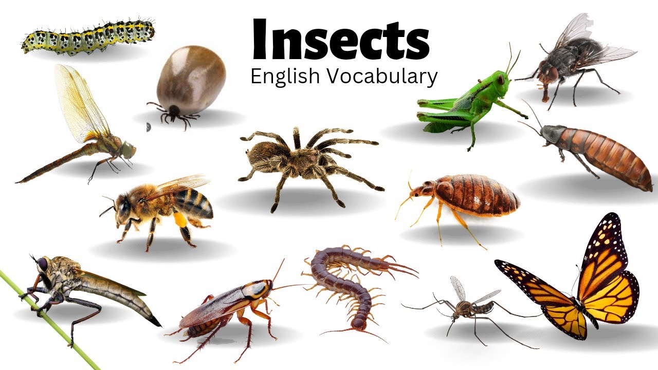 Insects,insects names,english vocabulary,insect sounds,animals,insect ...
