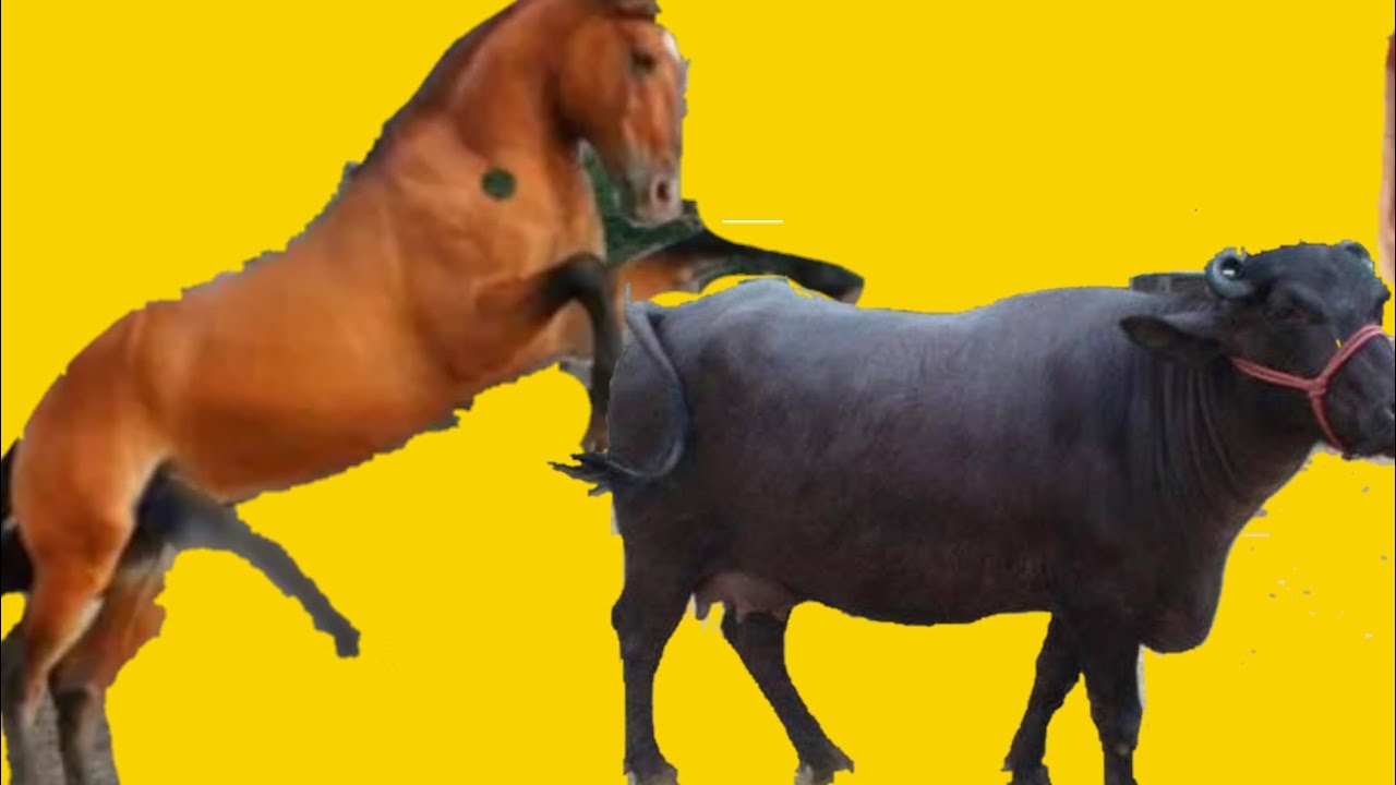 fantastic super fast buffalo mating // cow and horse meeting // dankey ...