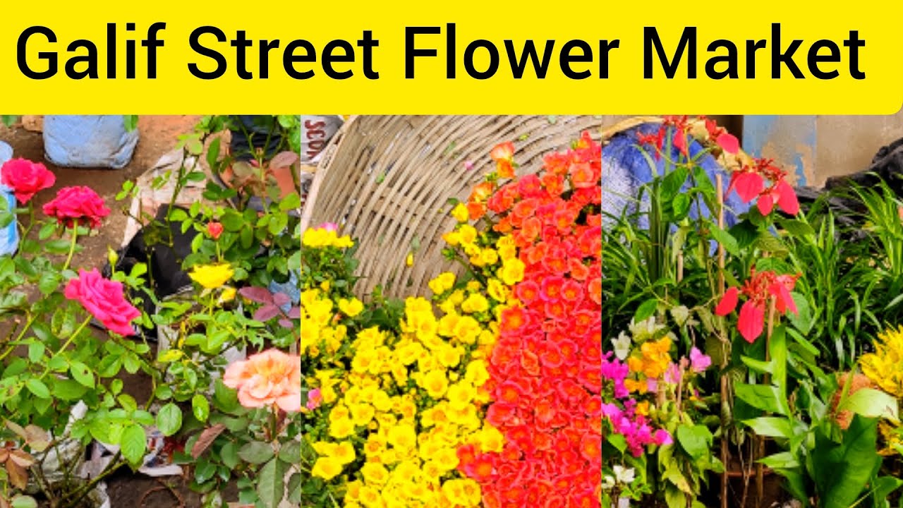 Galif Street Flower Market ll Recent Price of Flower Market ll - YouTube