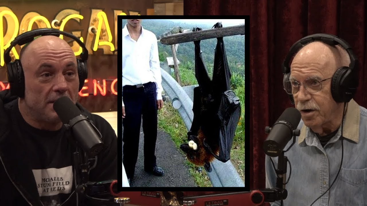 Joe Rogan & Dr. Merlin Tuttle: GIANT Fox Bat Wingspan Almost 6 FEET ...
