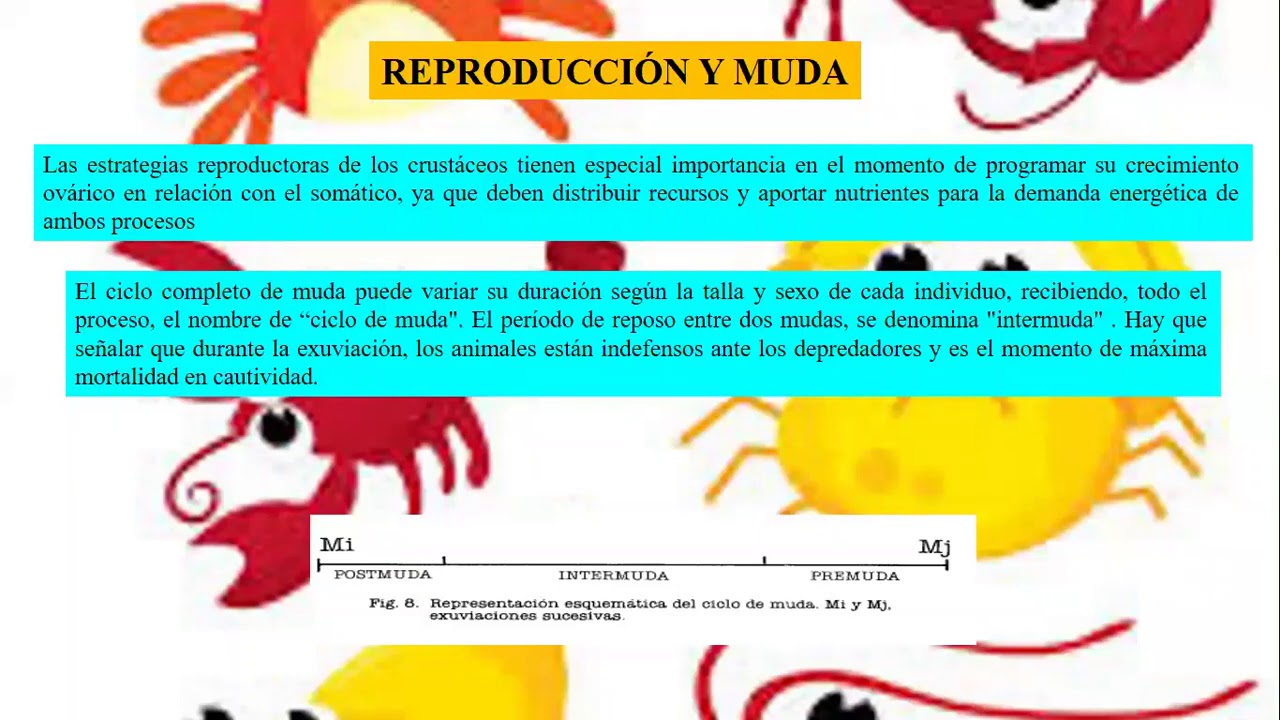 PROCESO DE REPRODUCCION LARVARIO DE CRUSTACEOS - YouTube