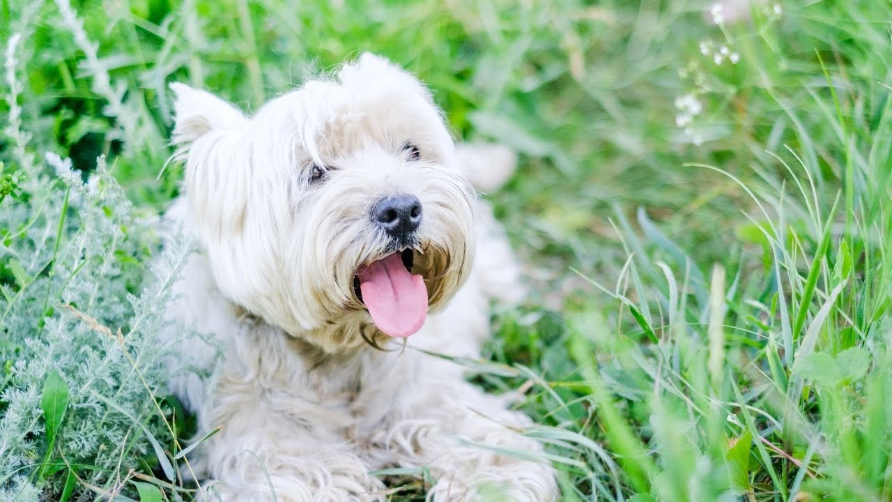 How to Train Your Westie to Hunt Rats - YouTube