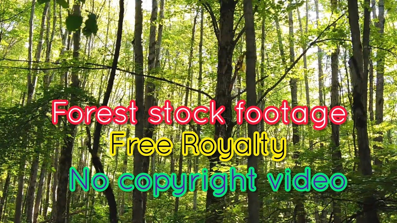 Forest Footage | Stock Videos | Free Royalty No Copyright Videos - YouTube