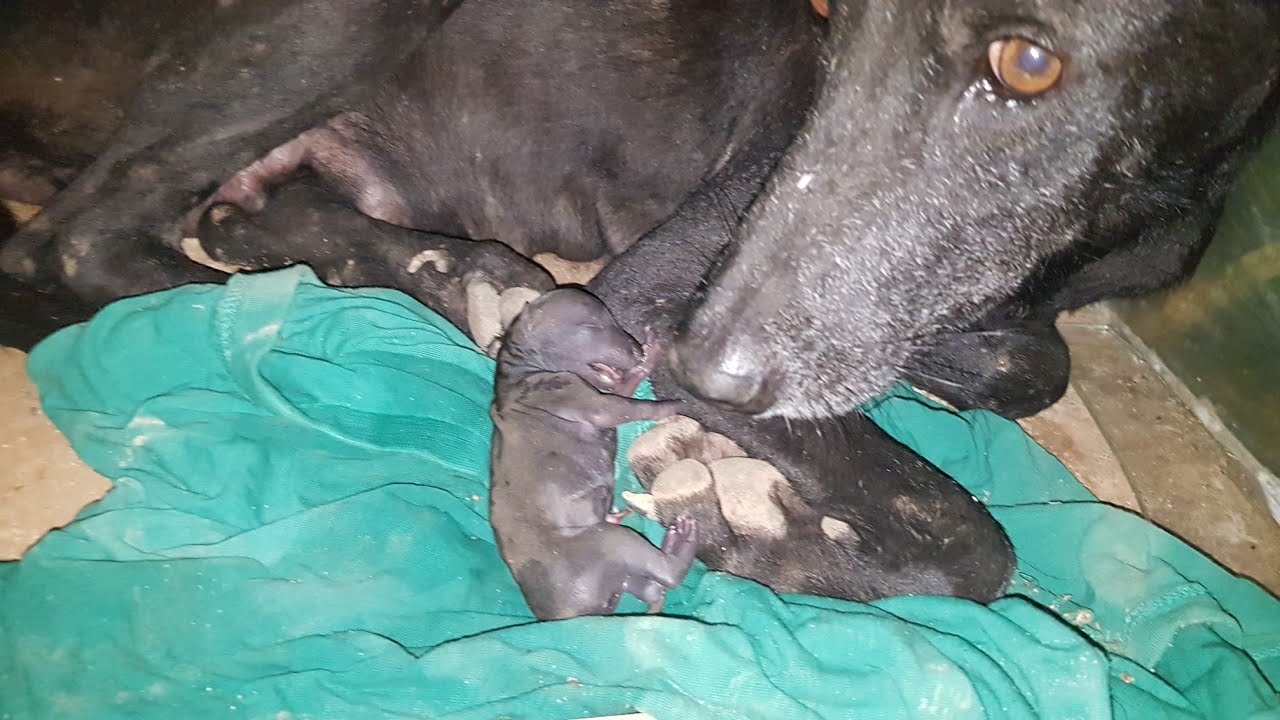 Very poor puppy new born - YouTube