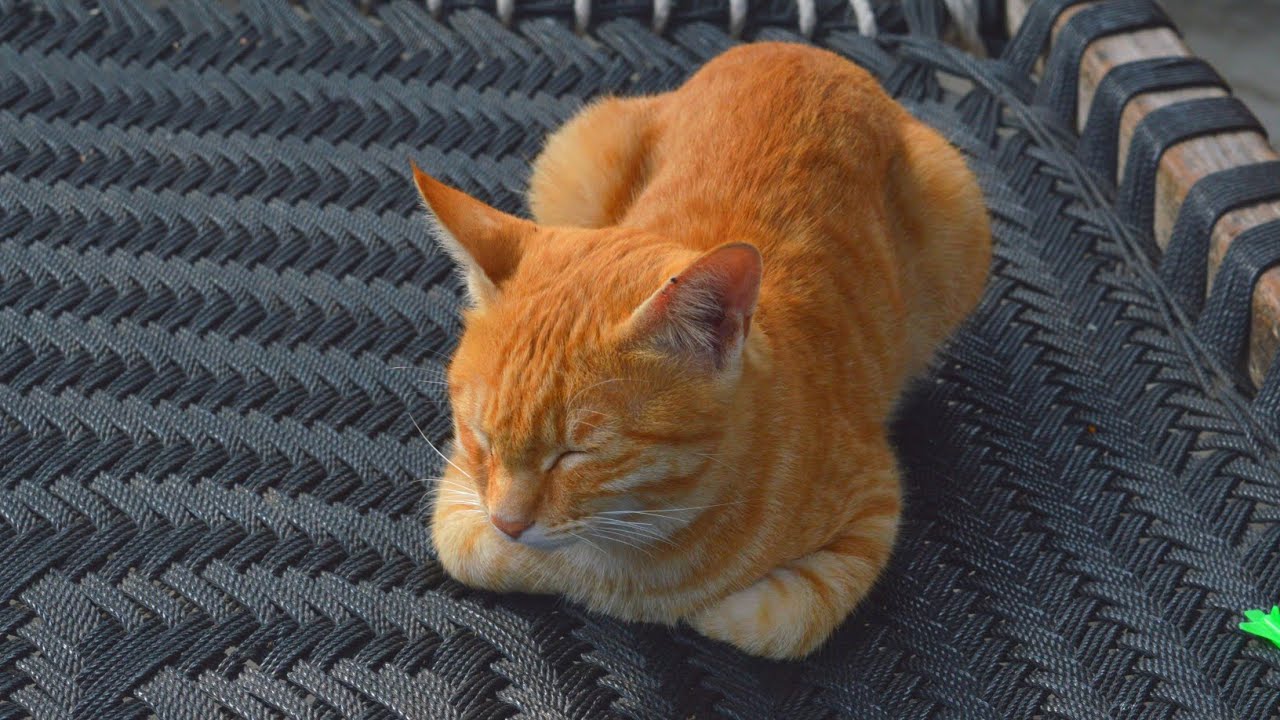 Relaxing Yellow Cat Resting Comfortably on the Cot - YouTube