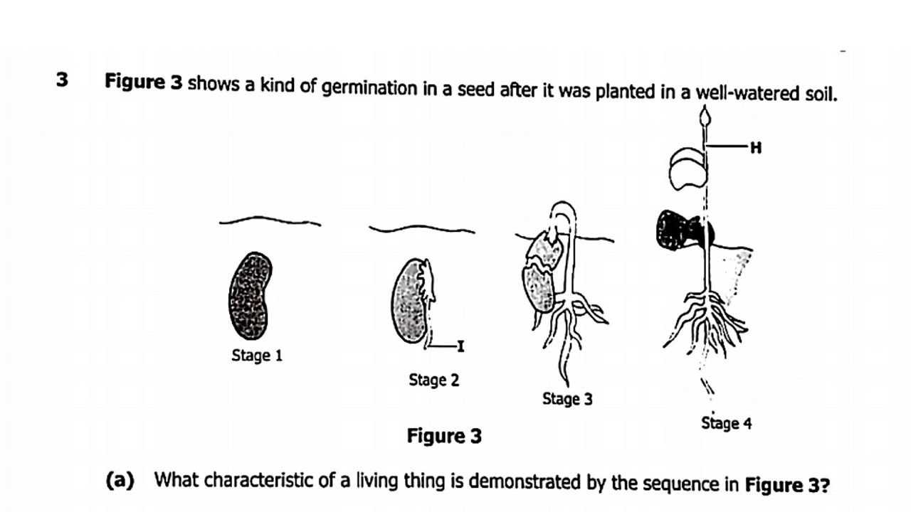 2024 GCE Biology paper 2- Growth/Germination Exam revision - YouTube