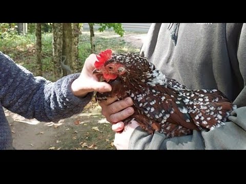 An Easy Way To Give Chickens Medication. - YouTube