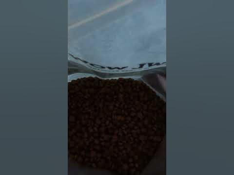 Корм для котиков и собак BOWL WOW - YouTube