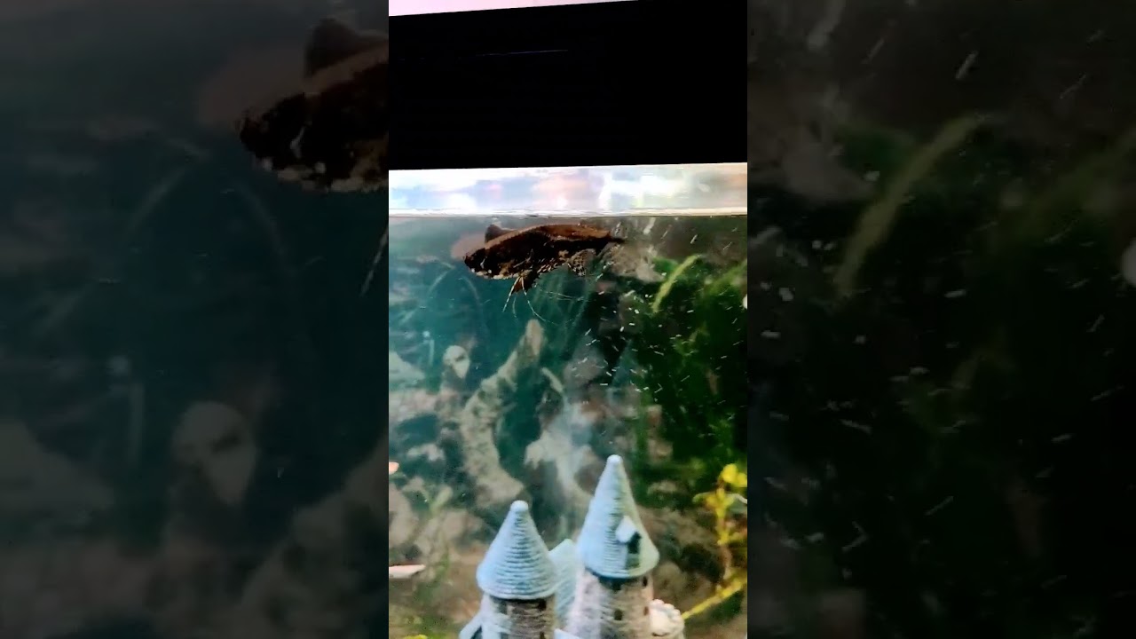 Which way do I go George!!! - YouTube