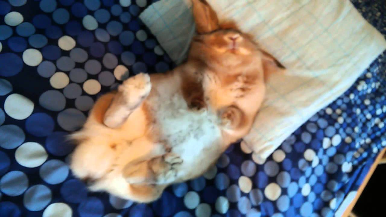 Rabbit hypnosis - YouTube