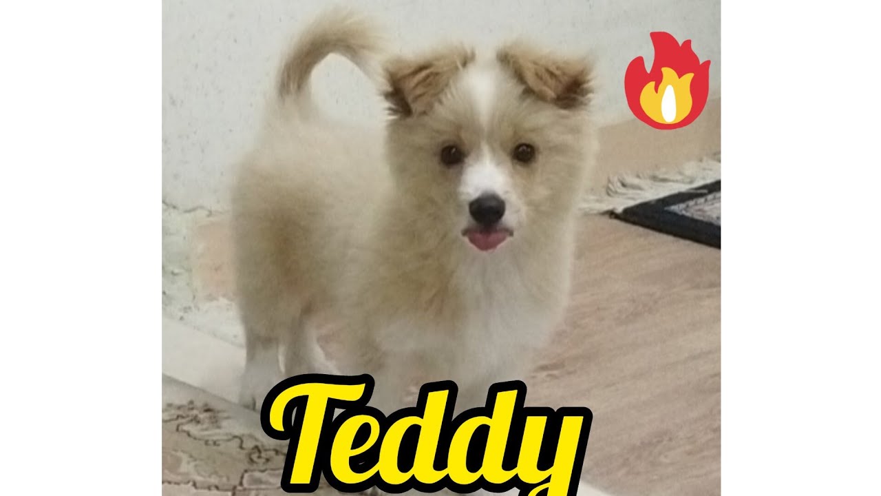 Teddy Nosy Spitz puppy is the new guest of our house|short dogs - YouTube
