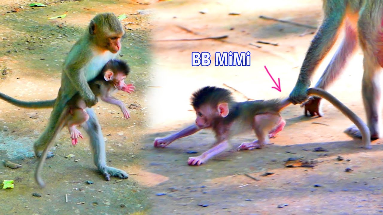 Oh so s@-d...Look at monkey MIRA and monkey SARAH plays with baby monkey MiMi. - YouTube
