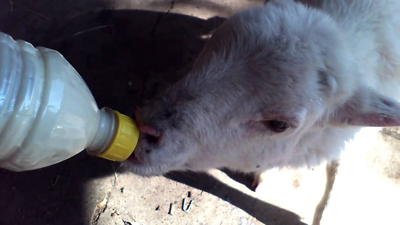 Baby ram lamb -3 months bottle feeding - YouTube