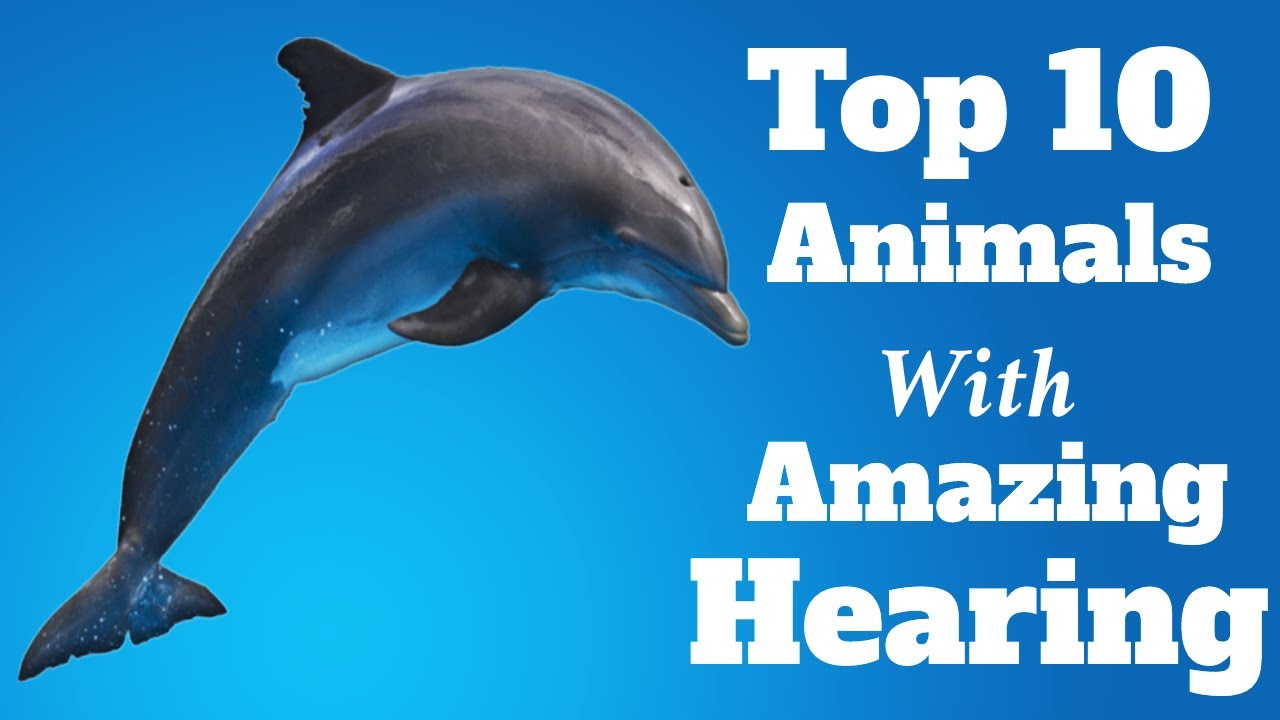 The top 10 animals with the amazing hearing 🐬👂| Animal Kingdom🐘 - YouTube