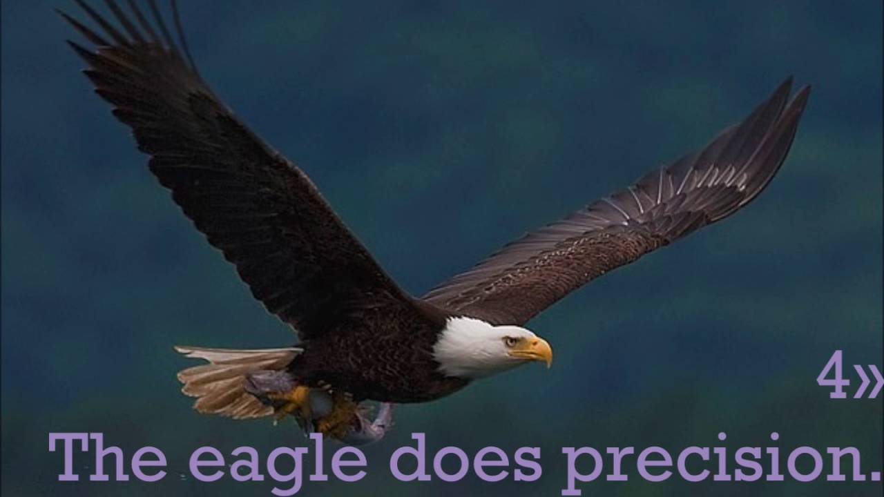 a Certain Eagle of The LORD Recorded Soaring (Singing) in Mid-air - YouTube