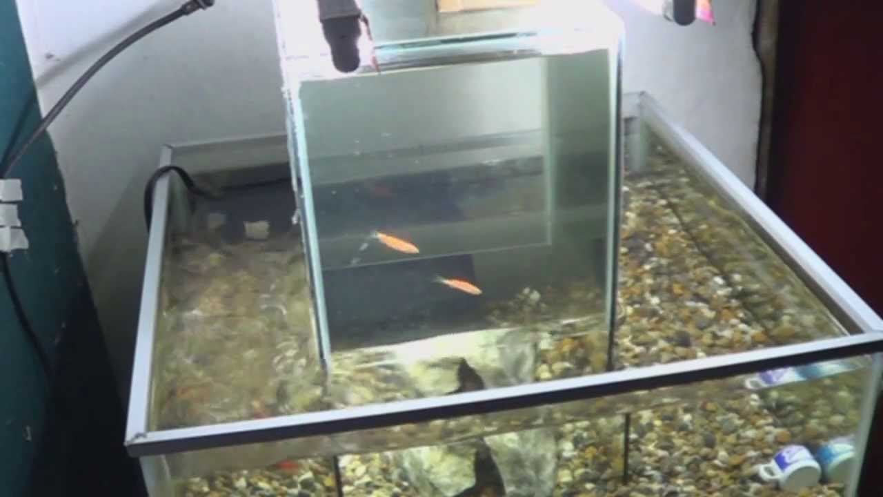 acuario invertido central 360° grados | open bottom fish tank - YouTube