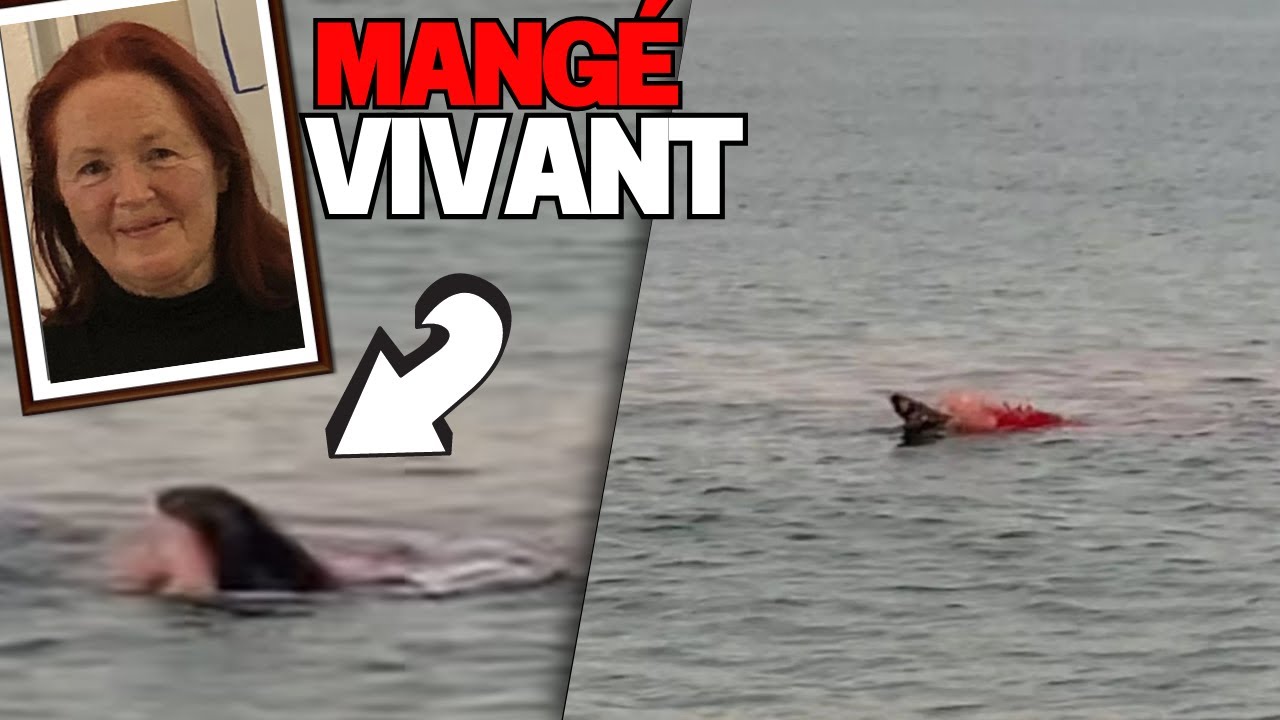 Les Attaques De Requins Les Plus BRUTALES De l'Histoire MARATHON ...