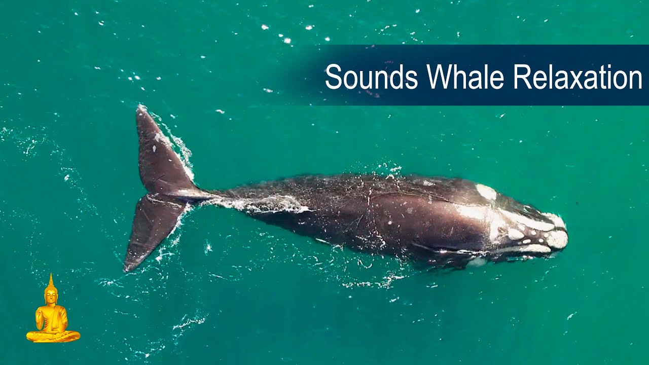 Whale Sounds Under Water for Sleep and Relaxation. Healing Music. - YouTube