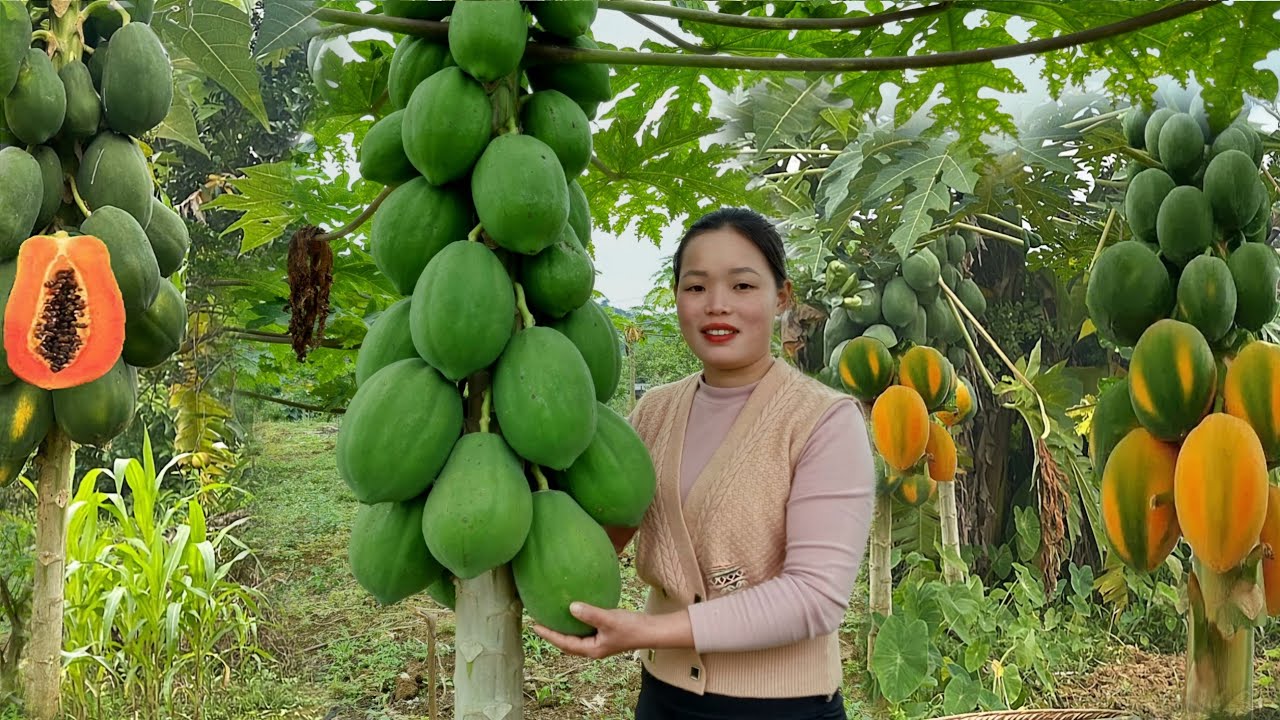 Harvesting Papaya Bring it to the market to sell - How to preserve ...