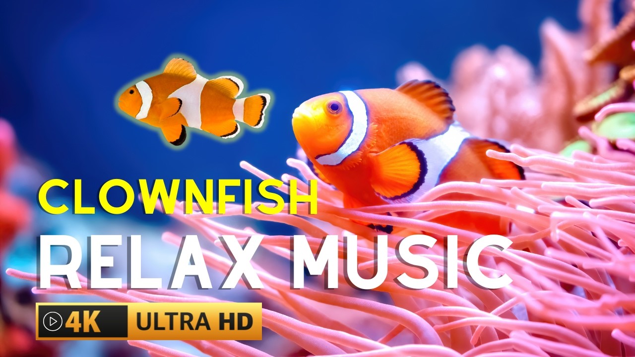 🟣CLOWNFISH & SEA ANEMONE AQUARIUM | 4K RELAXING OCEAN LOOP FOR SLEEP ...