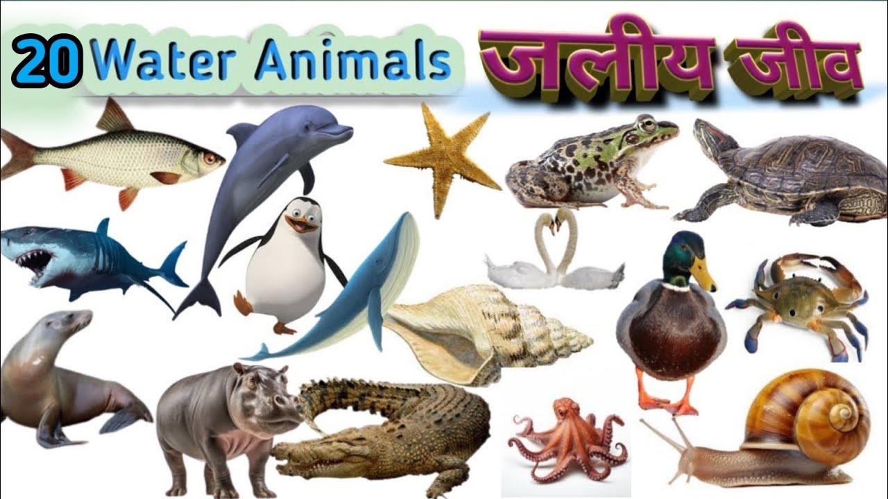 20 जलीय जीव | Water Animals Name in Hindi and English with pictures ...