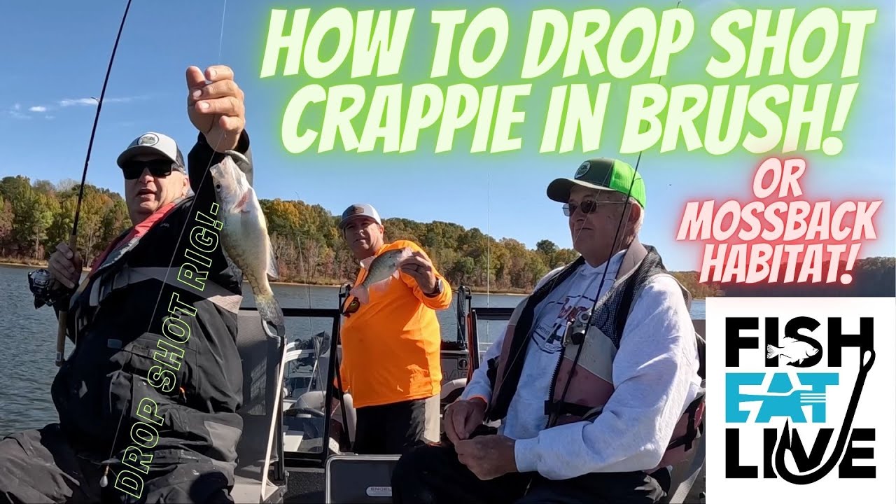 How to Drop Shot for Crappie Fish Eat Live - YouTube