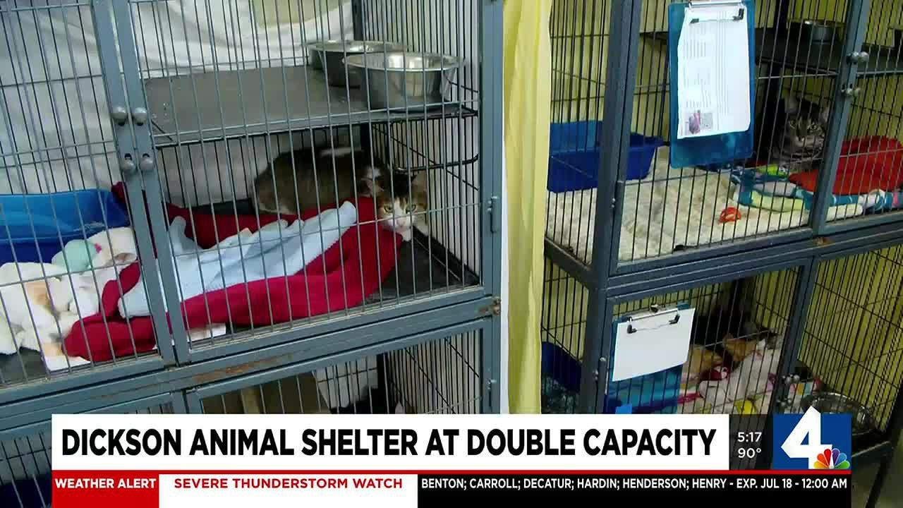 Dickson animal shelter at double capacity - YouTube