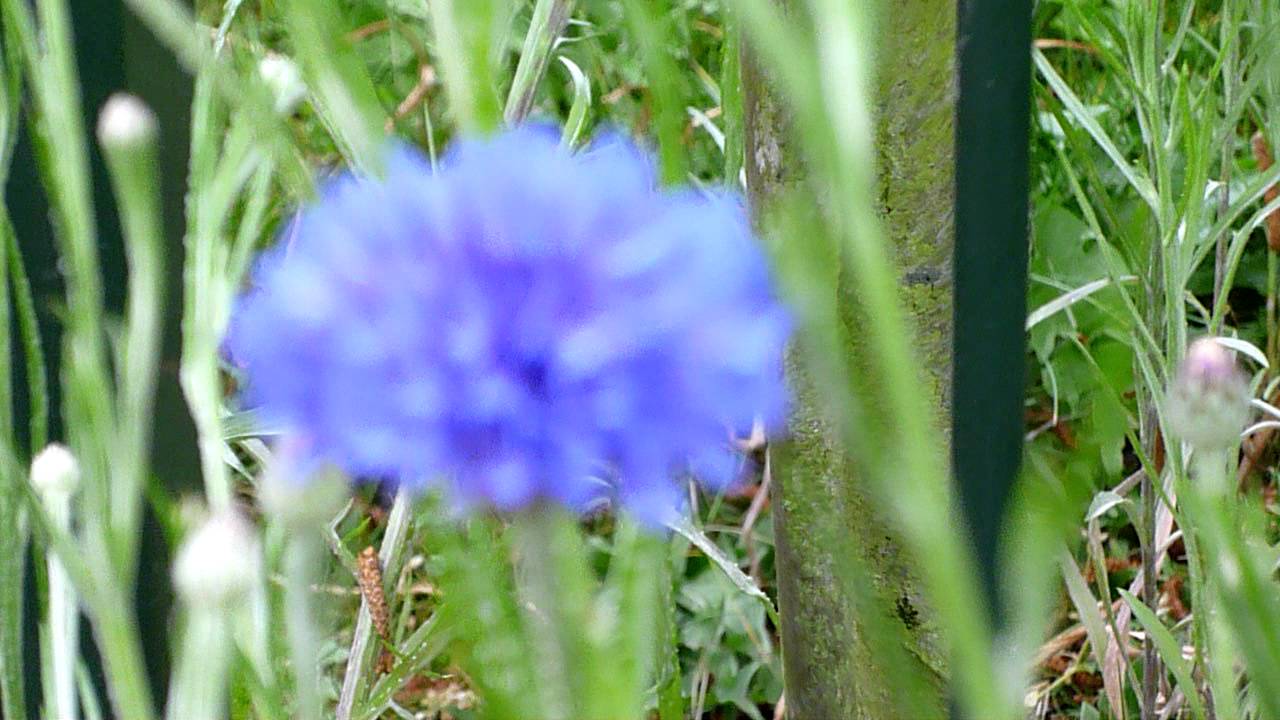 Centaurea Cyanus - Cornflower - Korenbloem - 16-05-2011 - 3 - YouTube