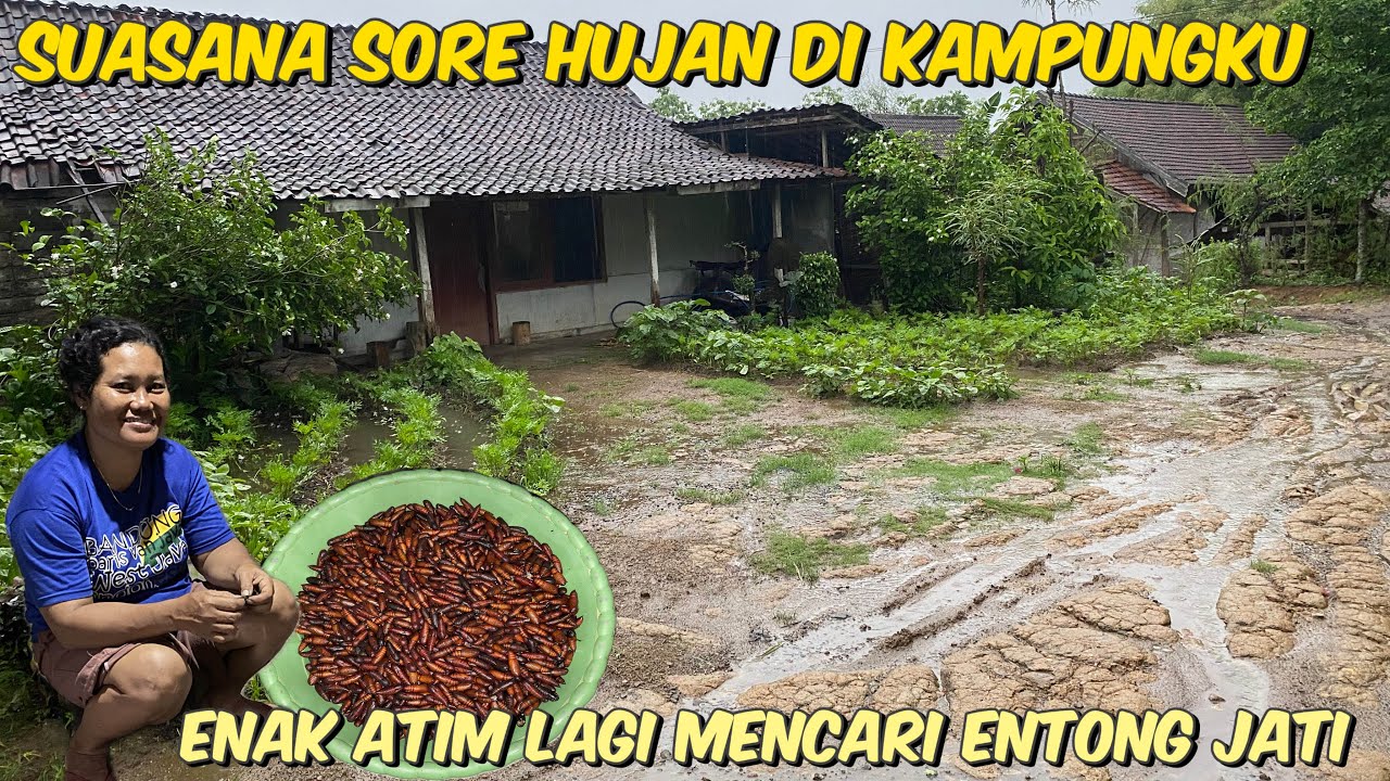 SUASANA HUJAN DI KAMPUNG ‼️ EMAK ATIM LAGI MENCARI ENTONG JATI ️ - YouTube