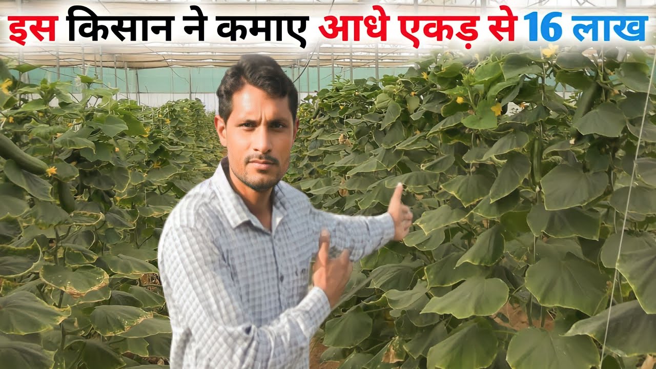 खीरे की खेती किस महीने में करें | khire ki kheti ki jankari | khire ki ...