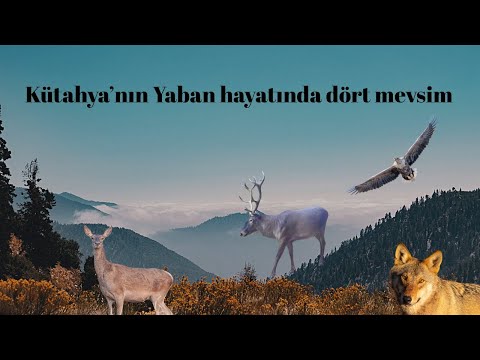 Kütahya'nın Yaban Hayatında Dört Mevsim- Fotokapan Görüntüleri
