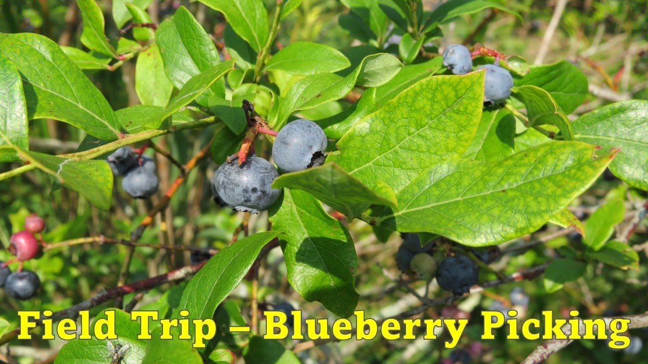 Discover the Hidden Joy of Blueberry Picking - Field Trip to Local U ...