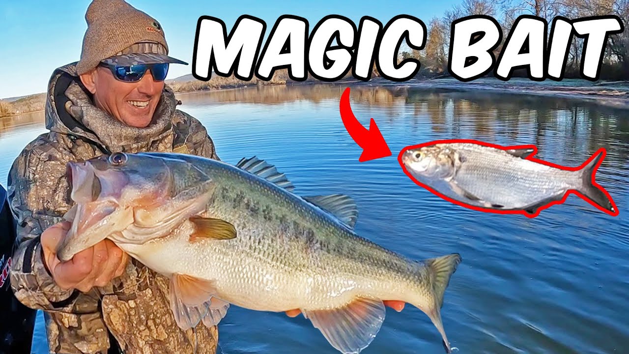 The Most Insane Giant Bass bite I’ve Ever Seen! (The Reality of What it ...