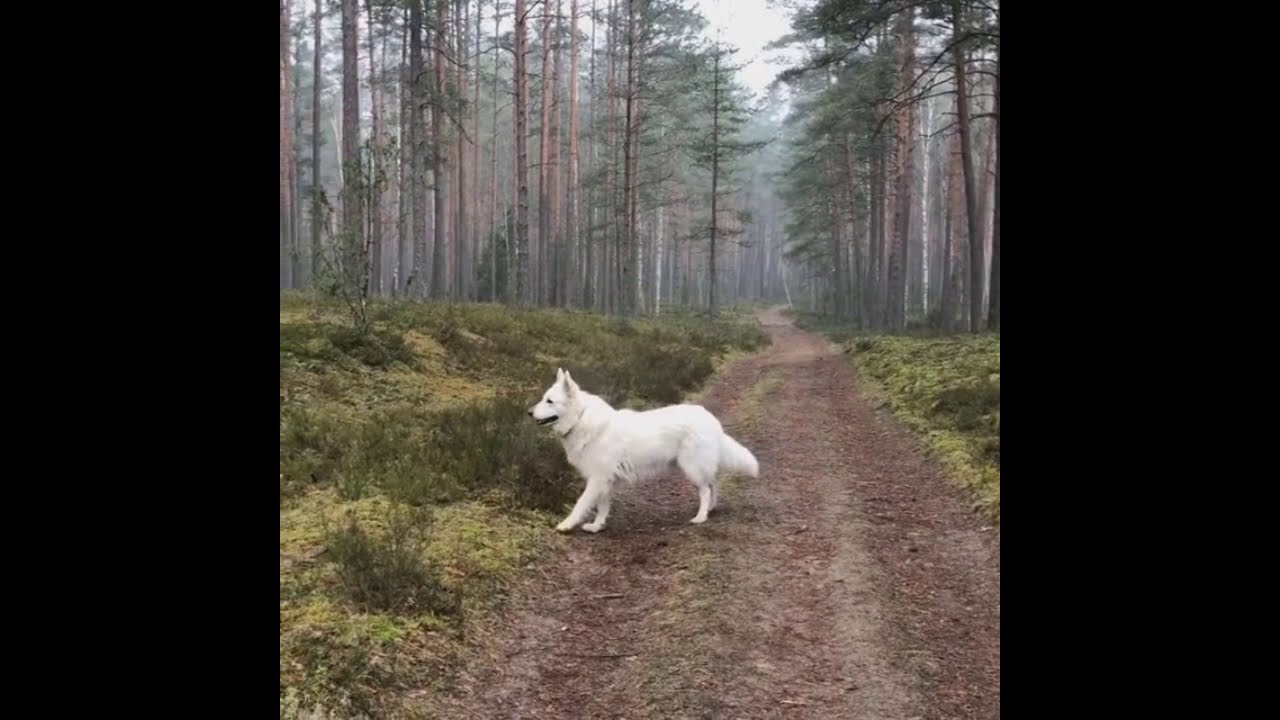 White swiss shepherd Cutest guard dog? - YouTube