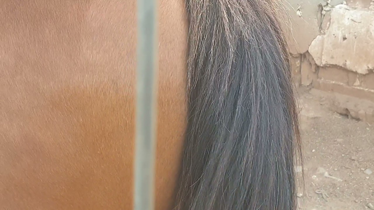 تزاوج الخيول الإسبانية وتكاثرها الطبيعي 🐎🍆🔞 أنثى قوية تحب التزاوج 😅 Youtube