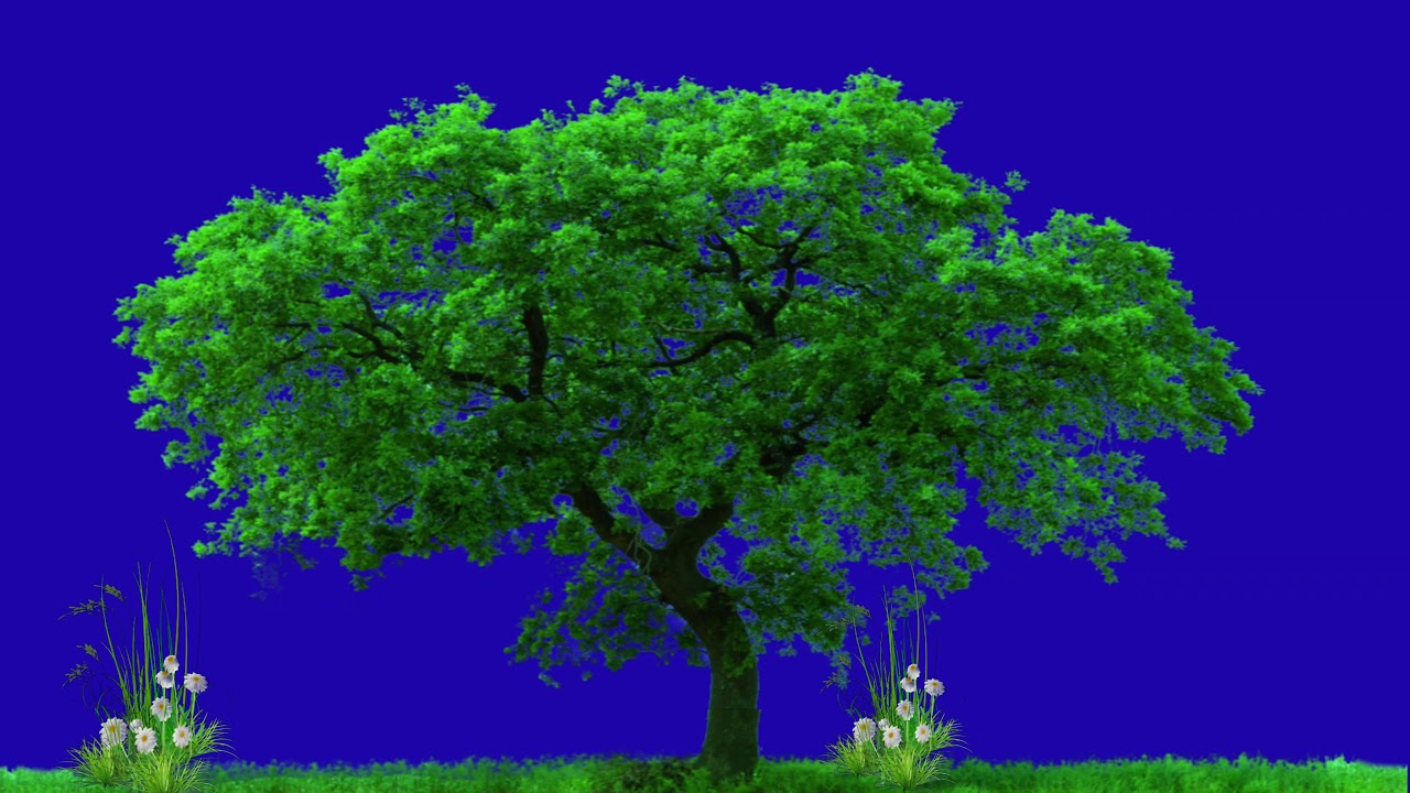 green tree blue screen video | blue screen effect | tree with flowers ...
