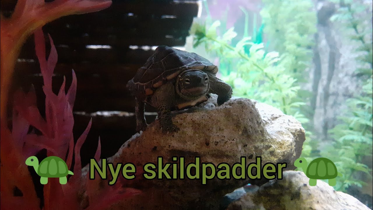 Mine fætre for nye skildpadder - YouTube