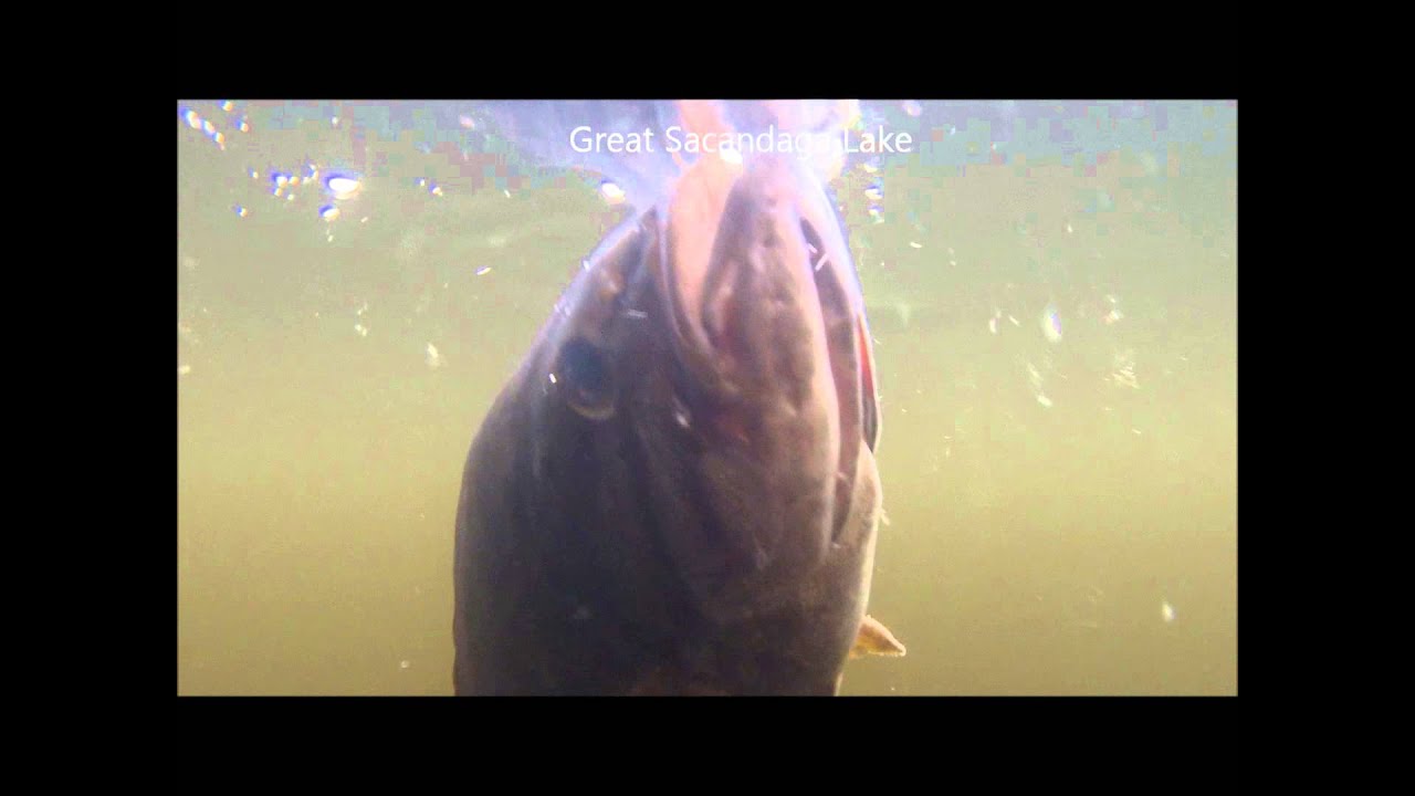 BronzeBack Release Video *UNDERWATER* - YouTube