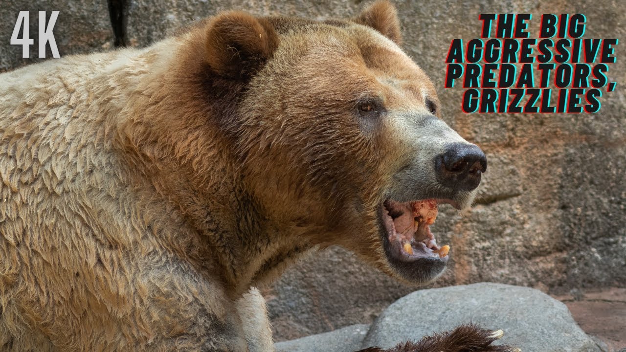 The big, strong, aggressive predators... grizzly bears up close ...