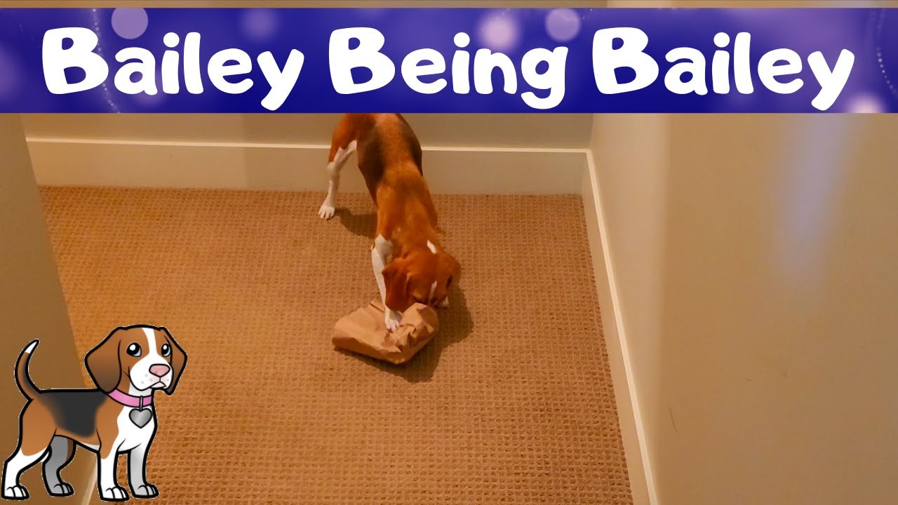 Let's Have Some Fun Bailey - Bailey Being Bailey - YouTube