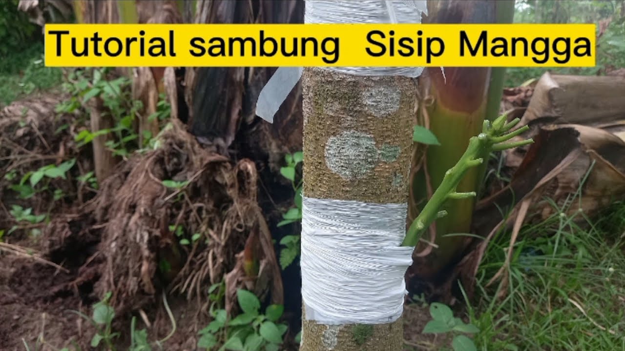 Tutorial Sambung Sisip Mangga - YouTube