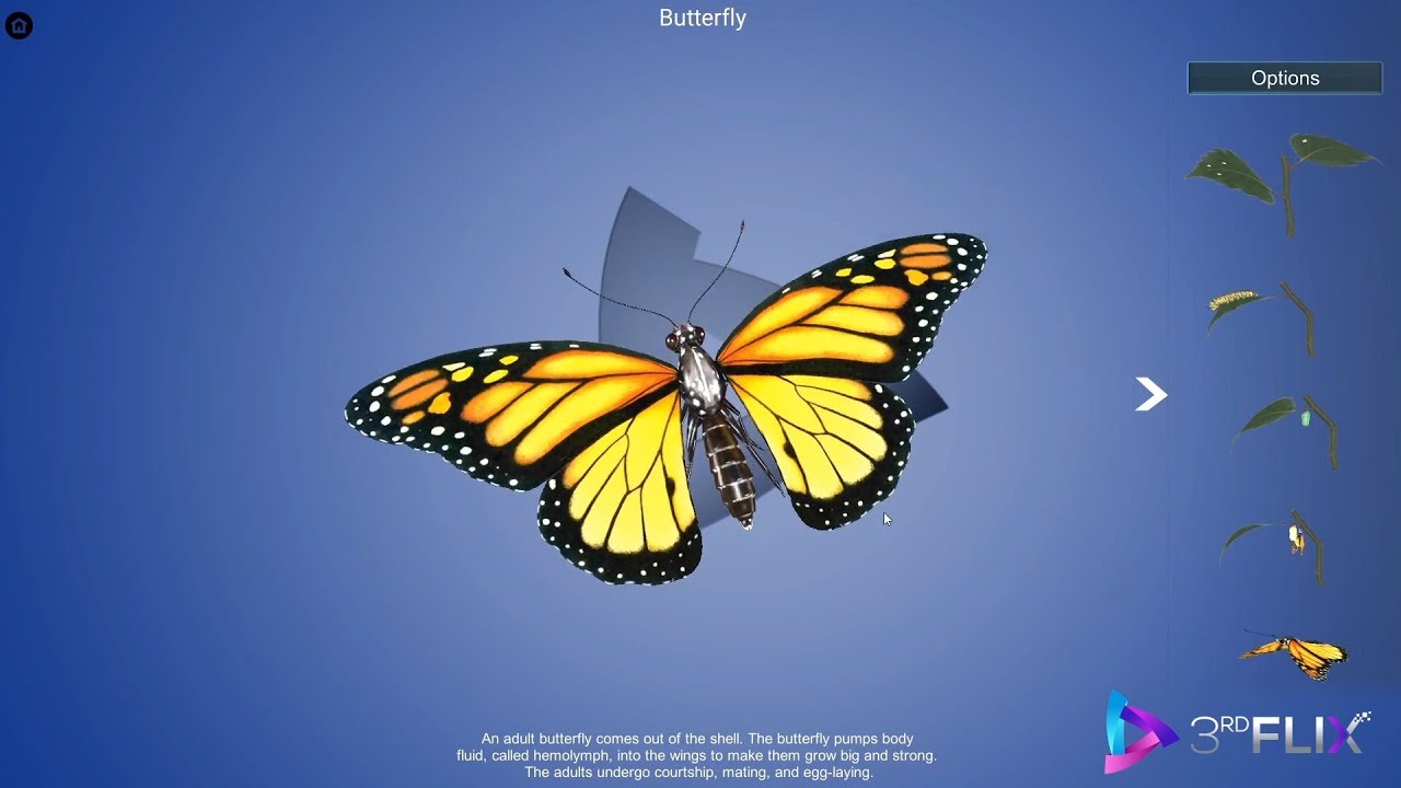 Life Cycle of A Butterfly - Simulation - YouTube